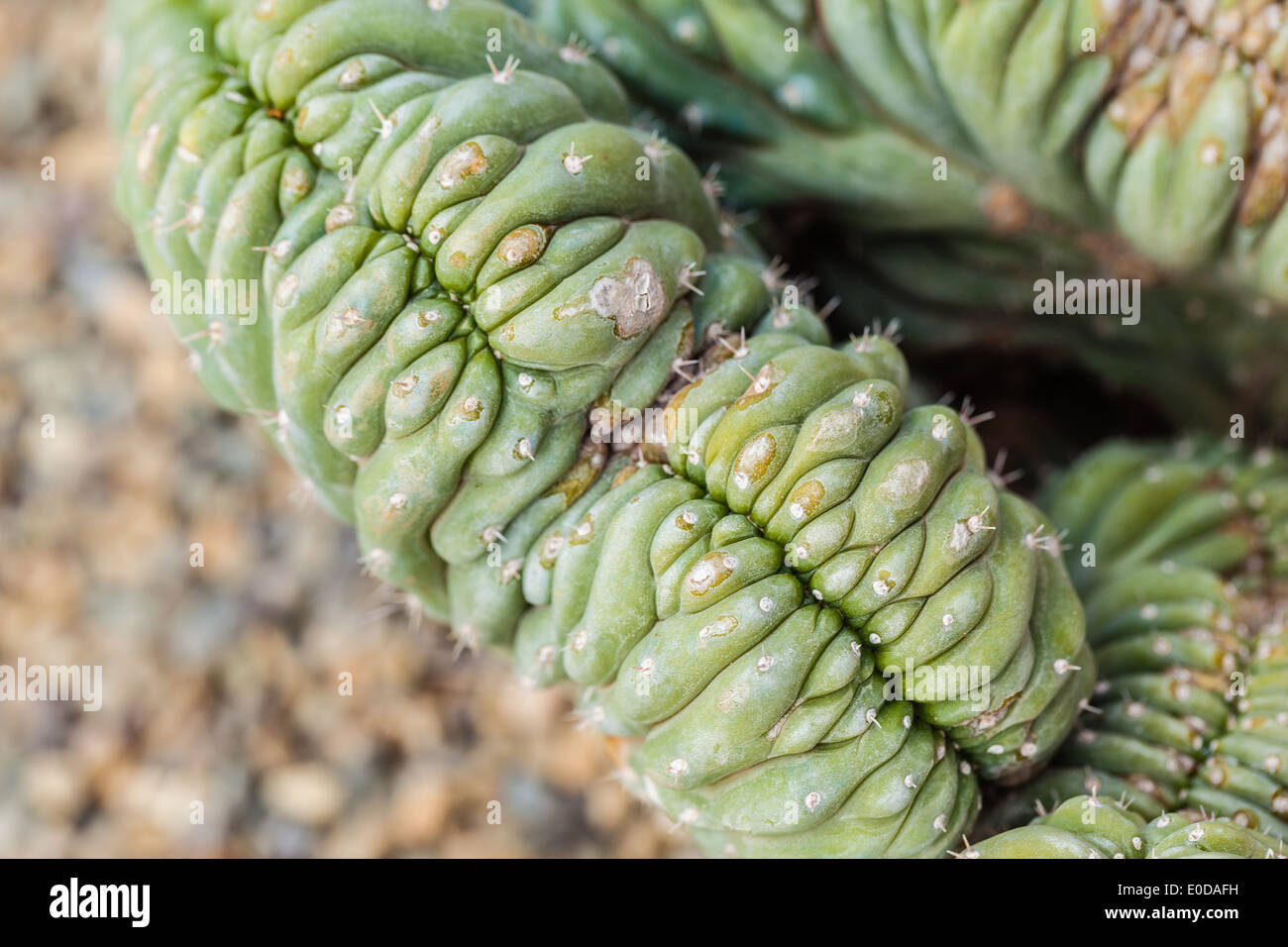 The typical San Pedro cactus (Trichocereus pachanoi) is a multi-stemmed ...