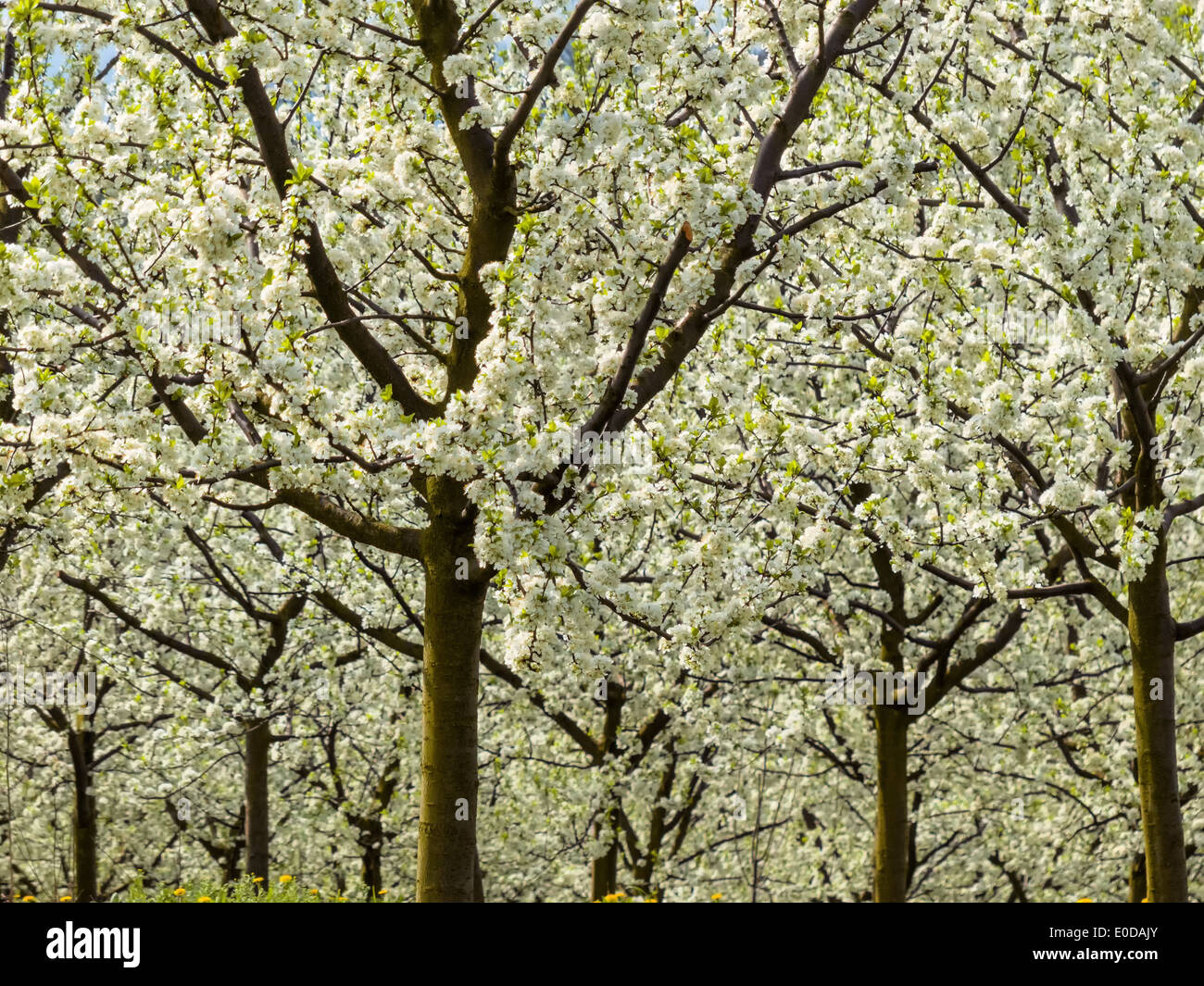 Obstbaeume hi-res stock photography and images - Alamy