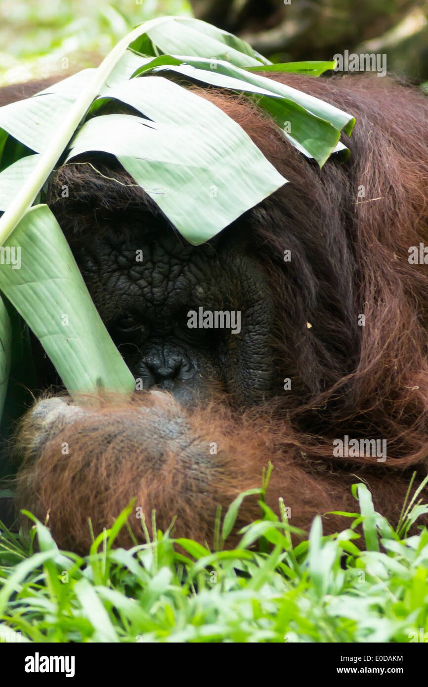 Ape detail hi-res stock photography and images - Alamy
