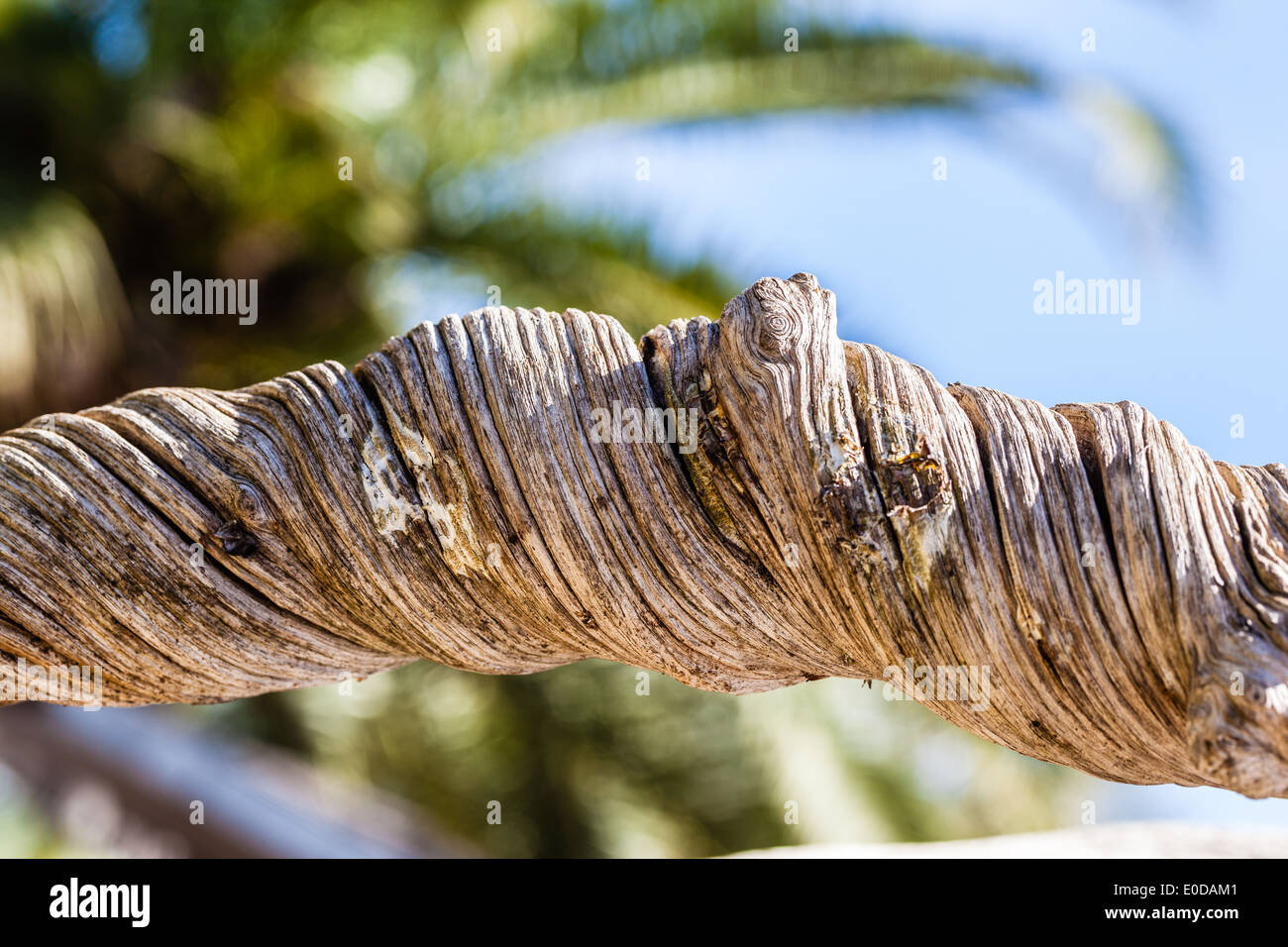 Twisted dried tree hi-res stock photography and images - Alamy