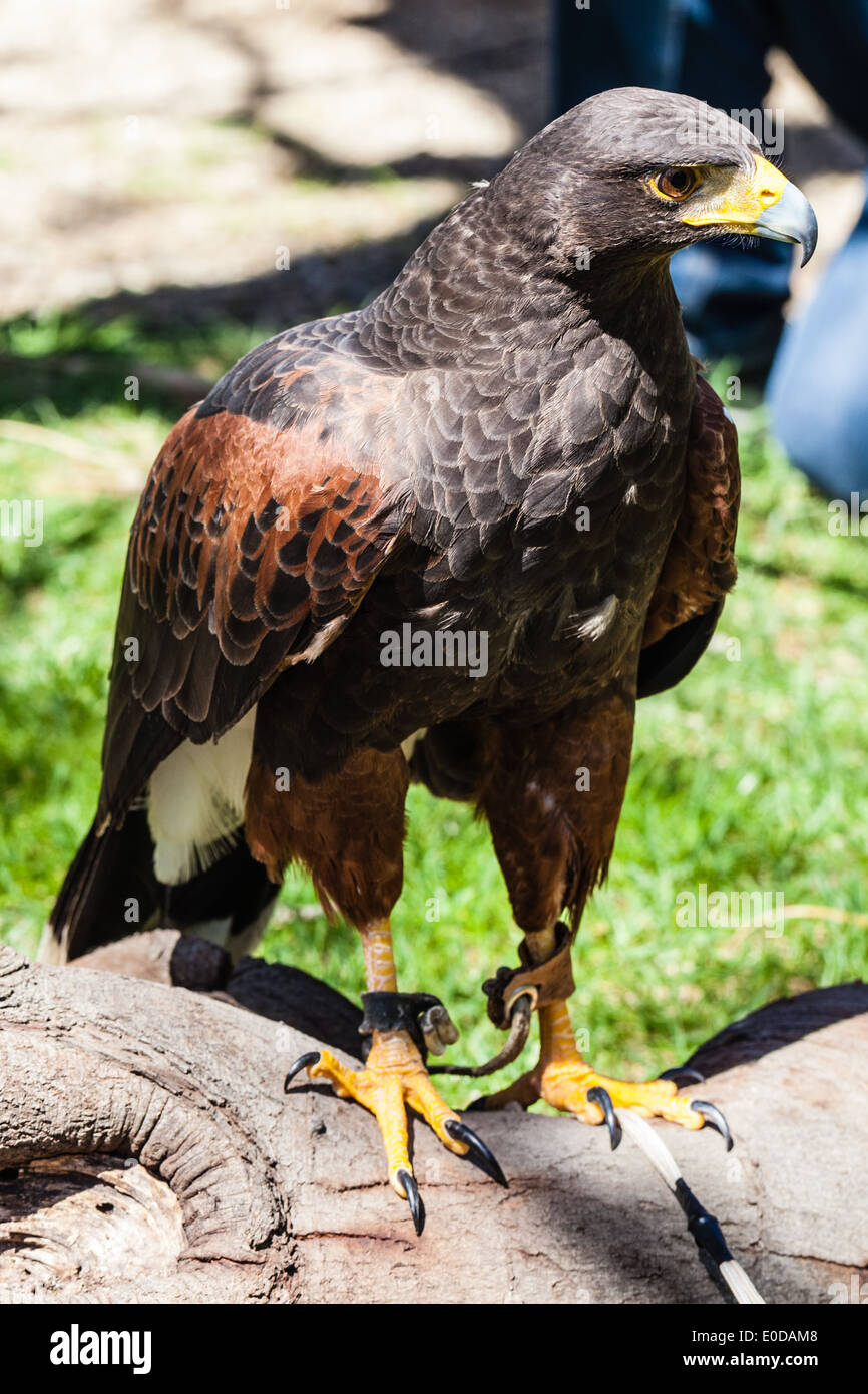 Harriss hawk sharp hi-res stock photography and images - Alamy