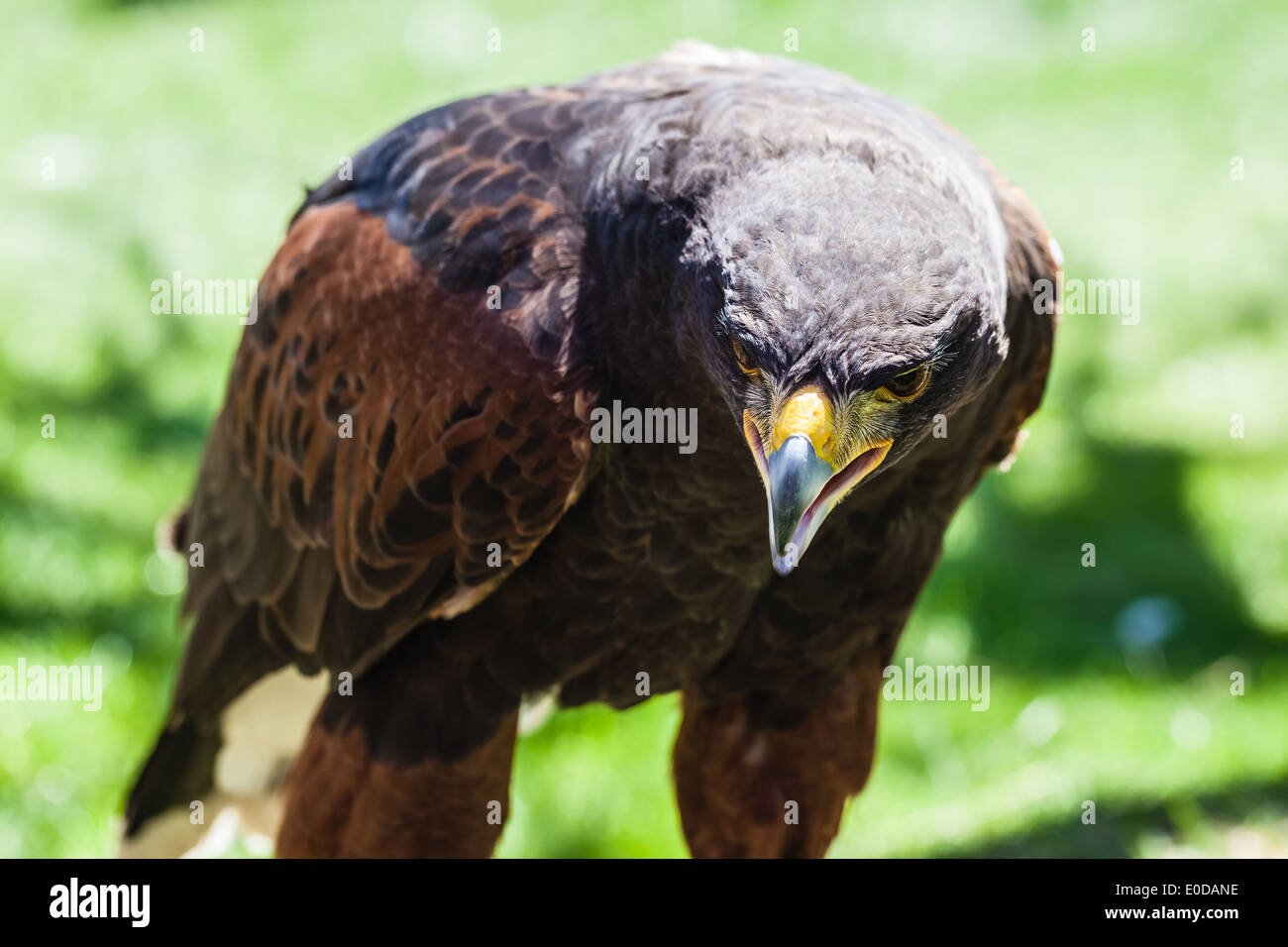 The Harris's Hawk or Harris Hawk (Parabuteo unicinctus) formerly known ...