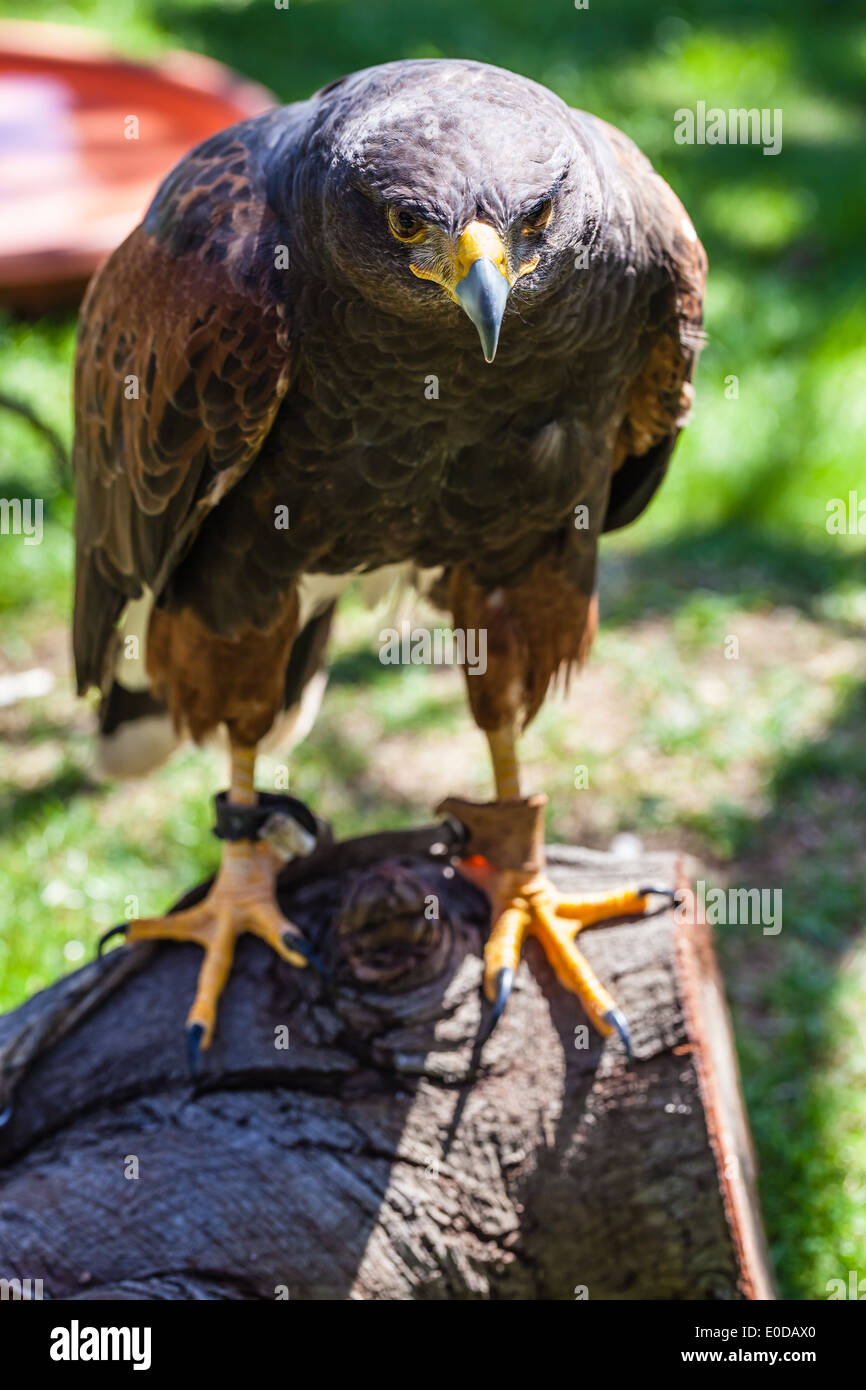The Harris's Hawk or Harris Hawk (Parabuteo unicinctus) formerly known ...