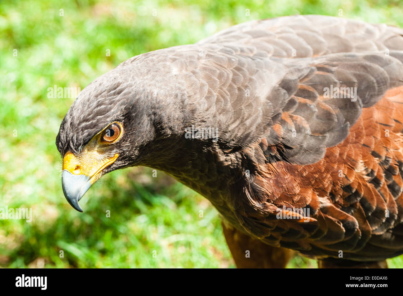 The Harris's Hawk or Harris Hawk (Parabuteo unicinctus) formerly known ...