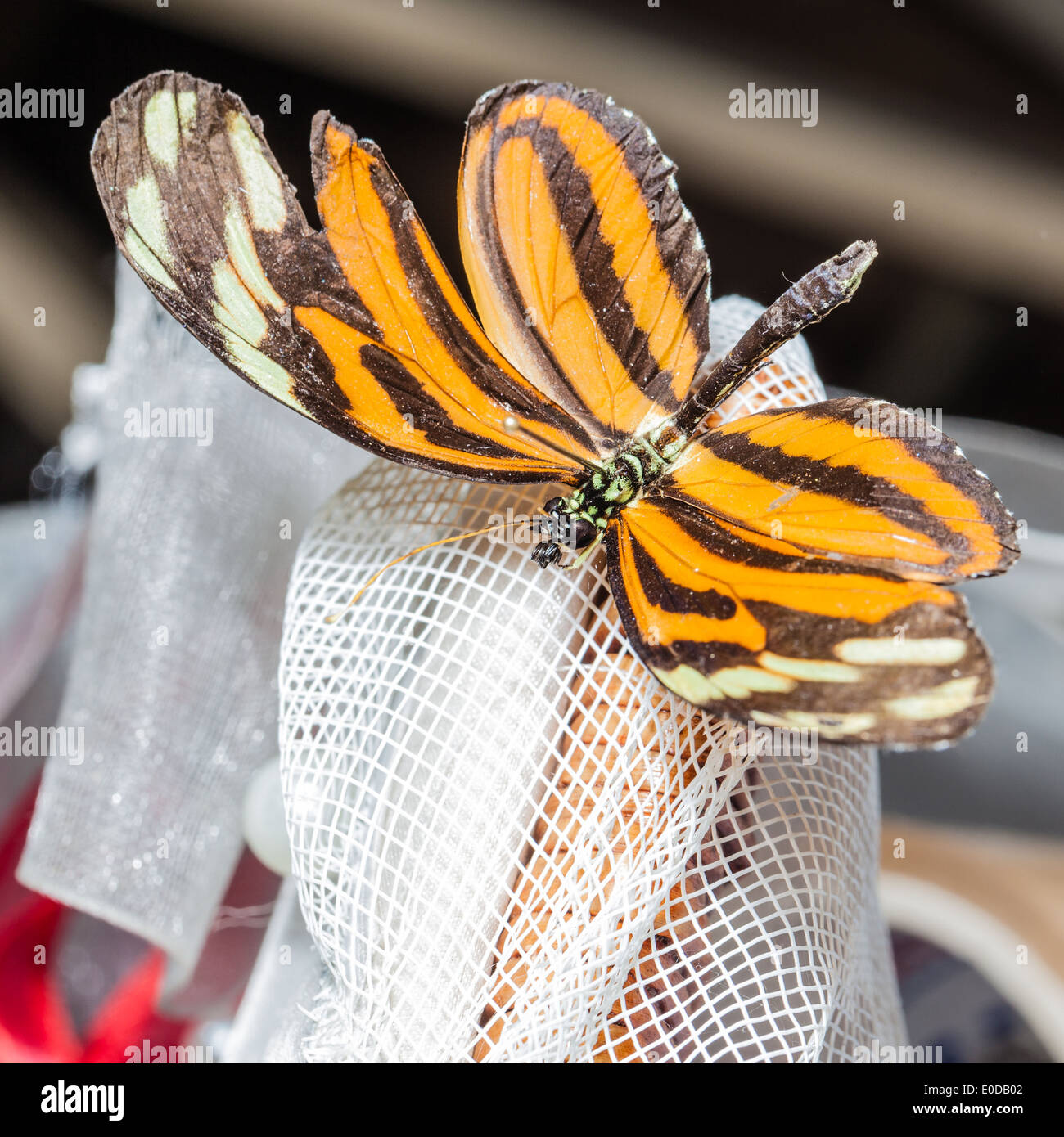 The Ismenius Tiger or Tiger Heliconian (Heliconius ismenius) is a ...