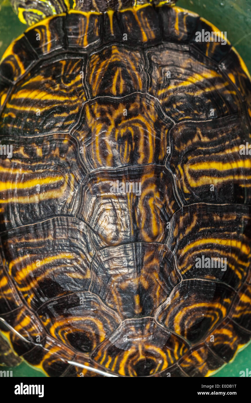 Oval tortoise hi-res stock photography and images - Alamy