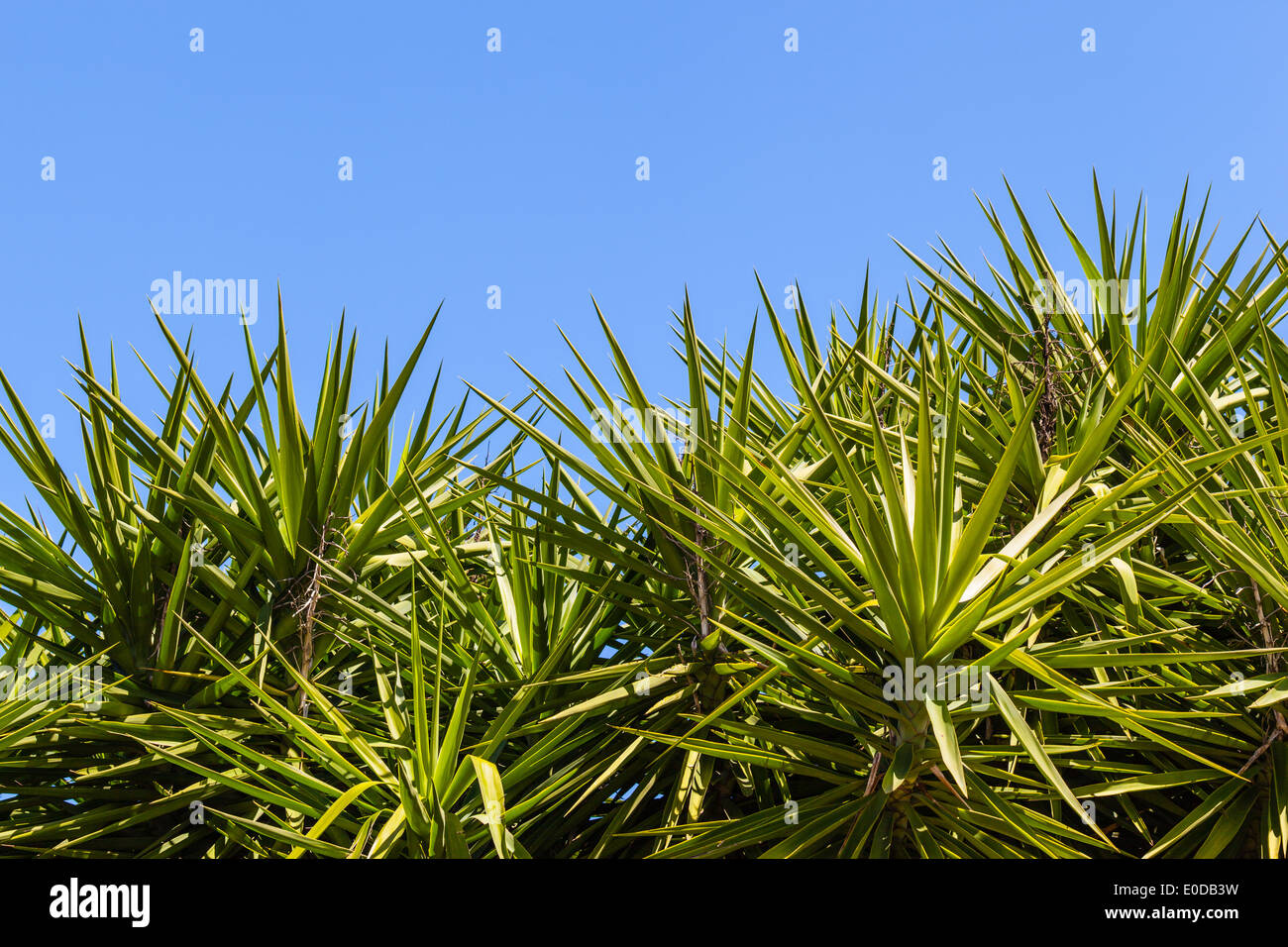 Yucca gigantea is a Yucca species that is native to Belize and Costa ...