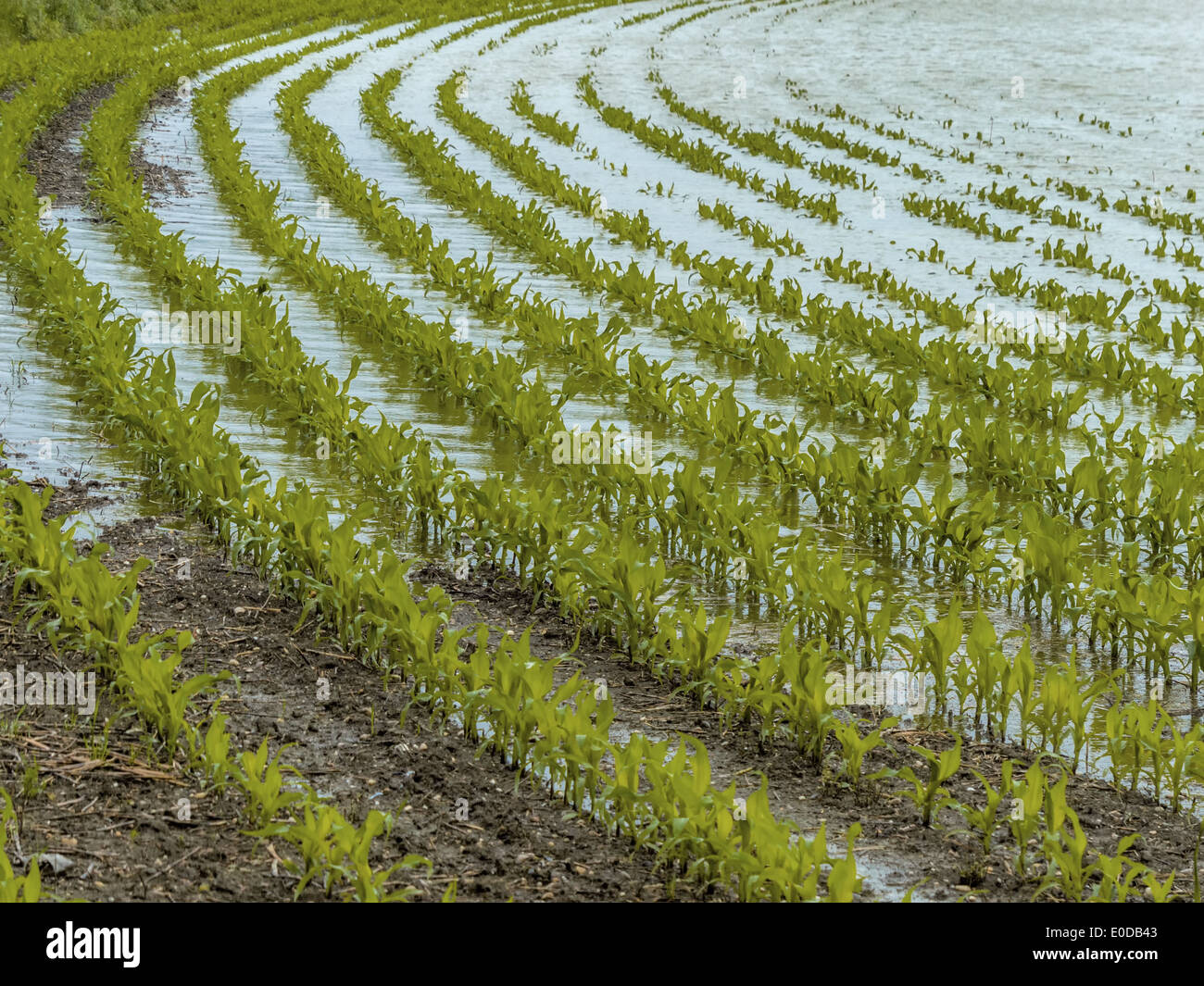 flood, field, agriculture, grain, water, rows Stock Photo - Alamy