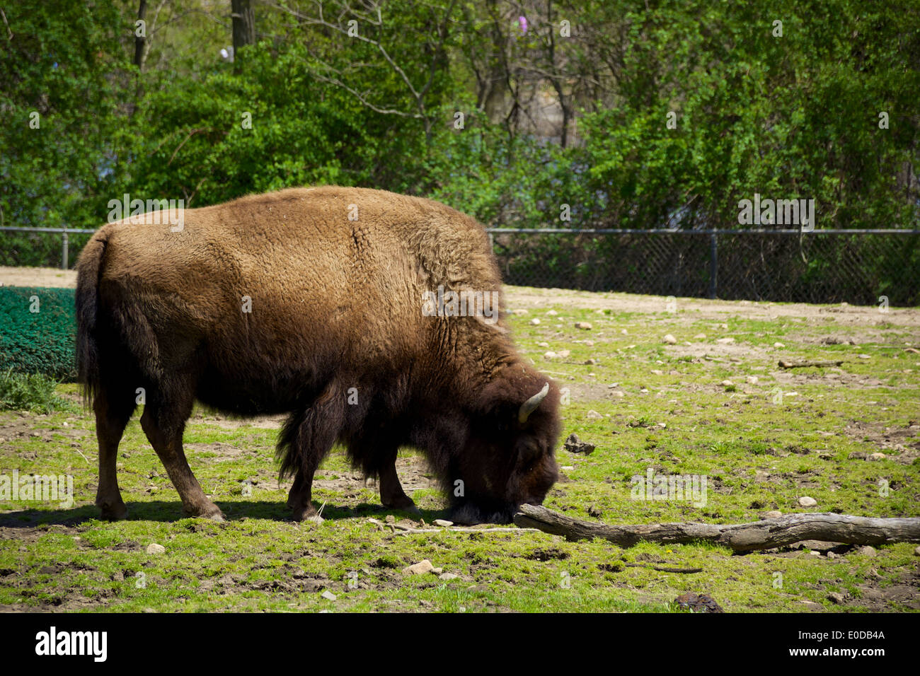 American zoo hi-res stock photography and images - Alamy