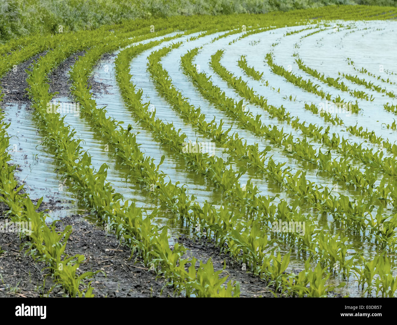 flood, field, agriculture, grain, water, rows Stock Photo - Alamy
