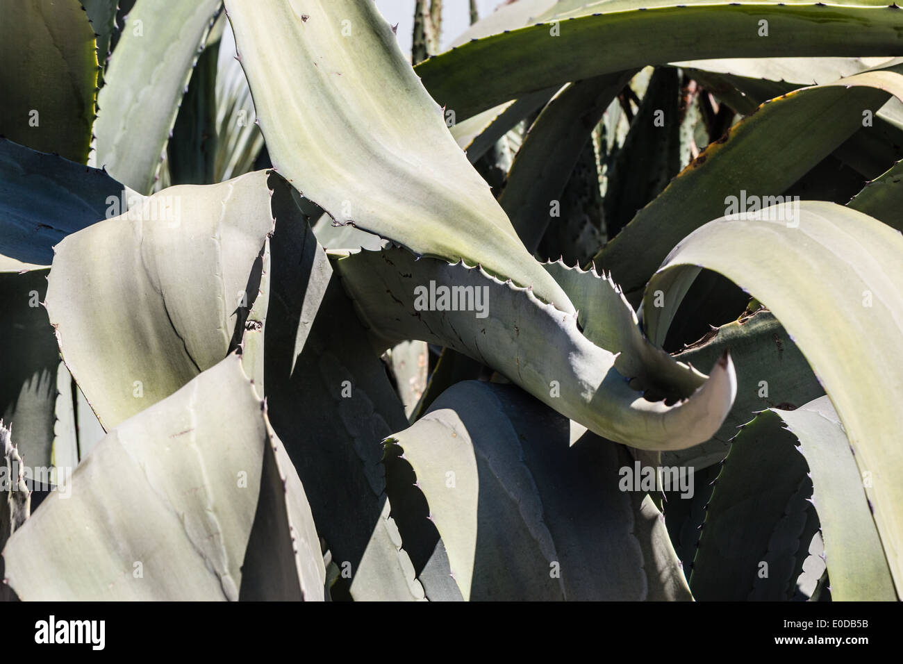 detail of a big agave plant in a garden Stock Photo - Alamy