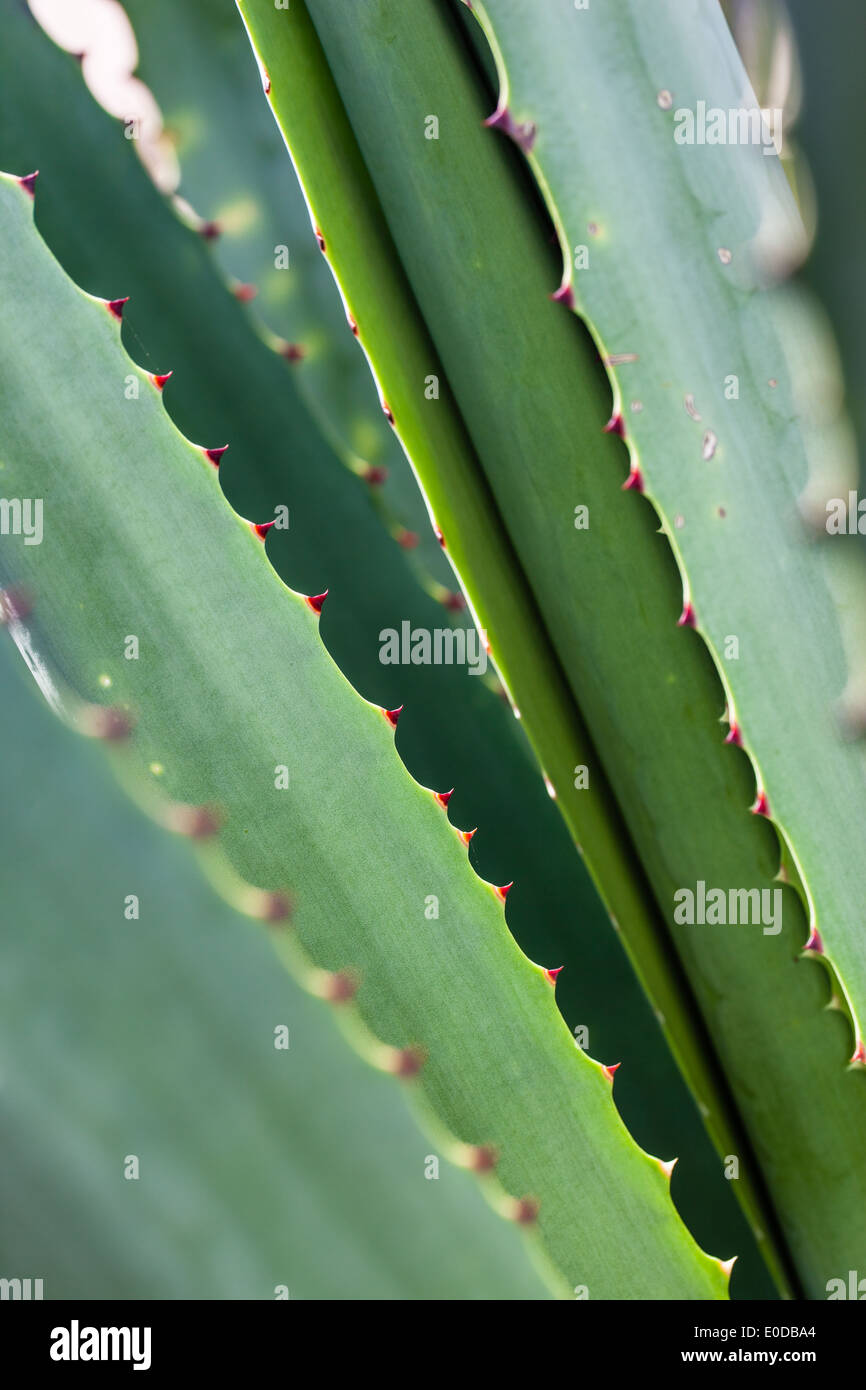 Macro shot of the leaves of an agave, a cactus Stock Photo - Alamy
