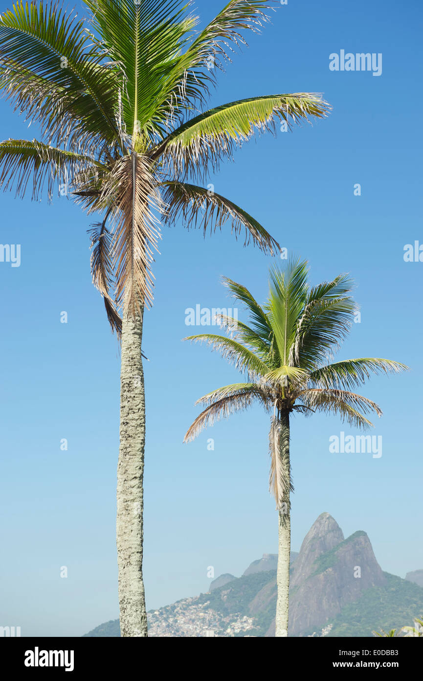 Tropical palm tree trees skyline hi-res stock photography and images ...