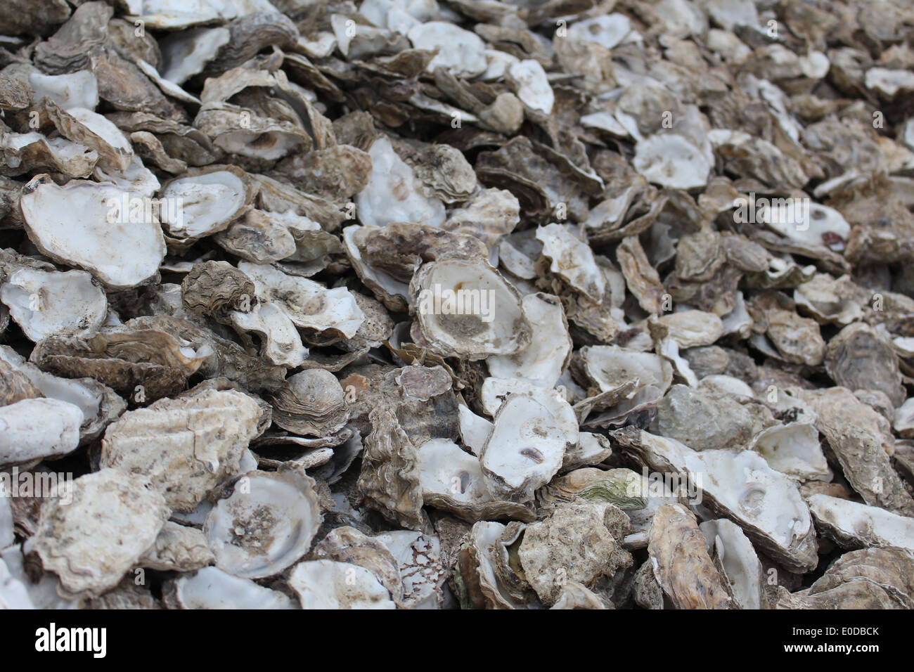 Empty whitstable oyster shells hi-res stock photography and images - Alamy