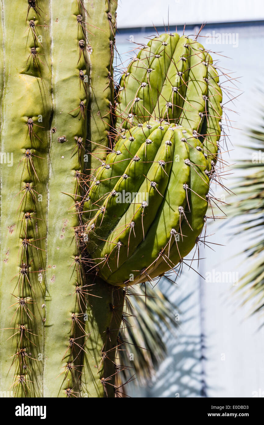 a tall and big spiny cactus in a garden Stock Photo - Alamy