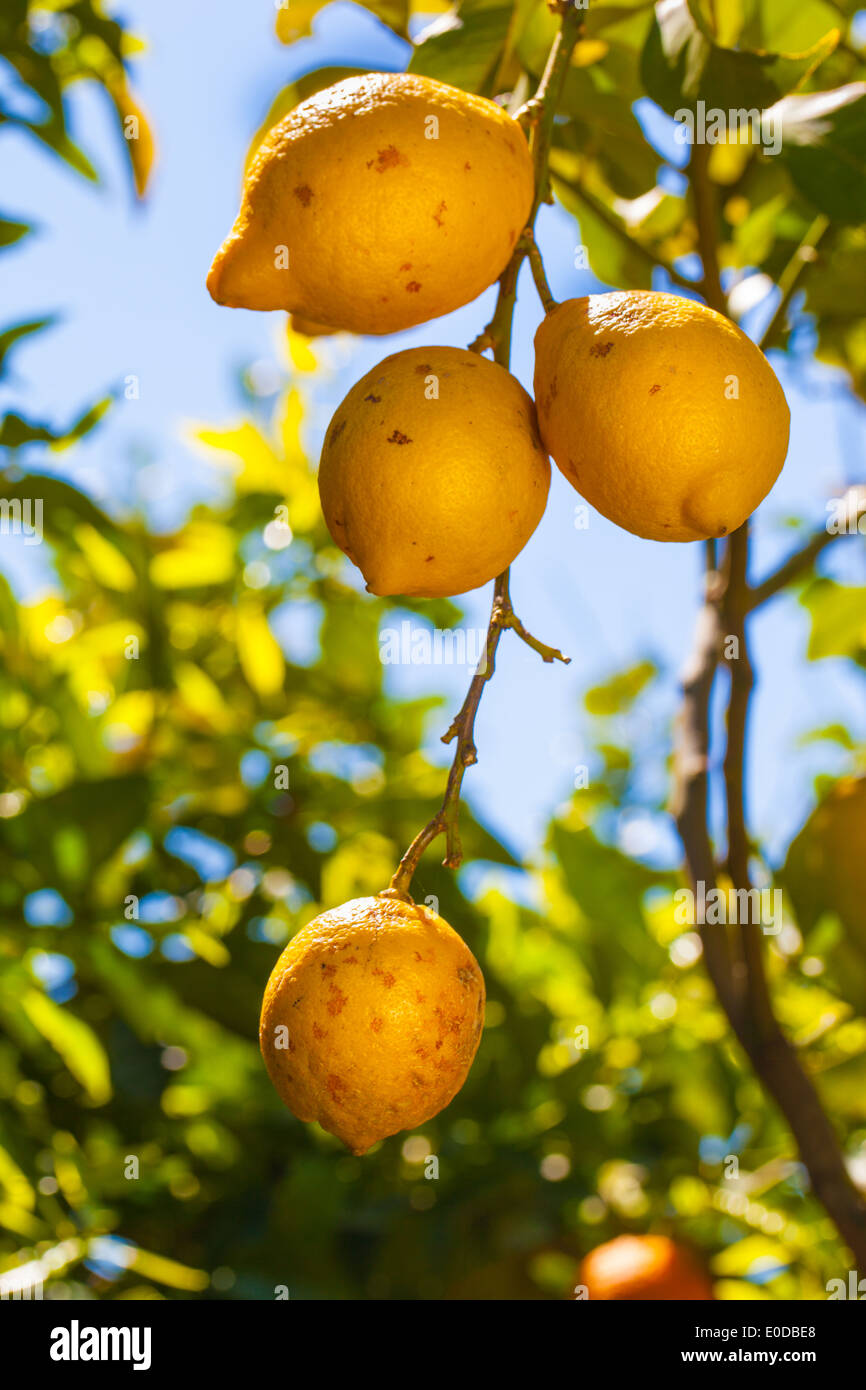 Hanging group lemons hi-res stock photography and images - Alamy