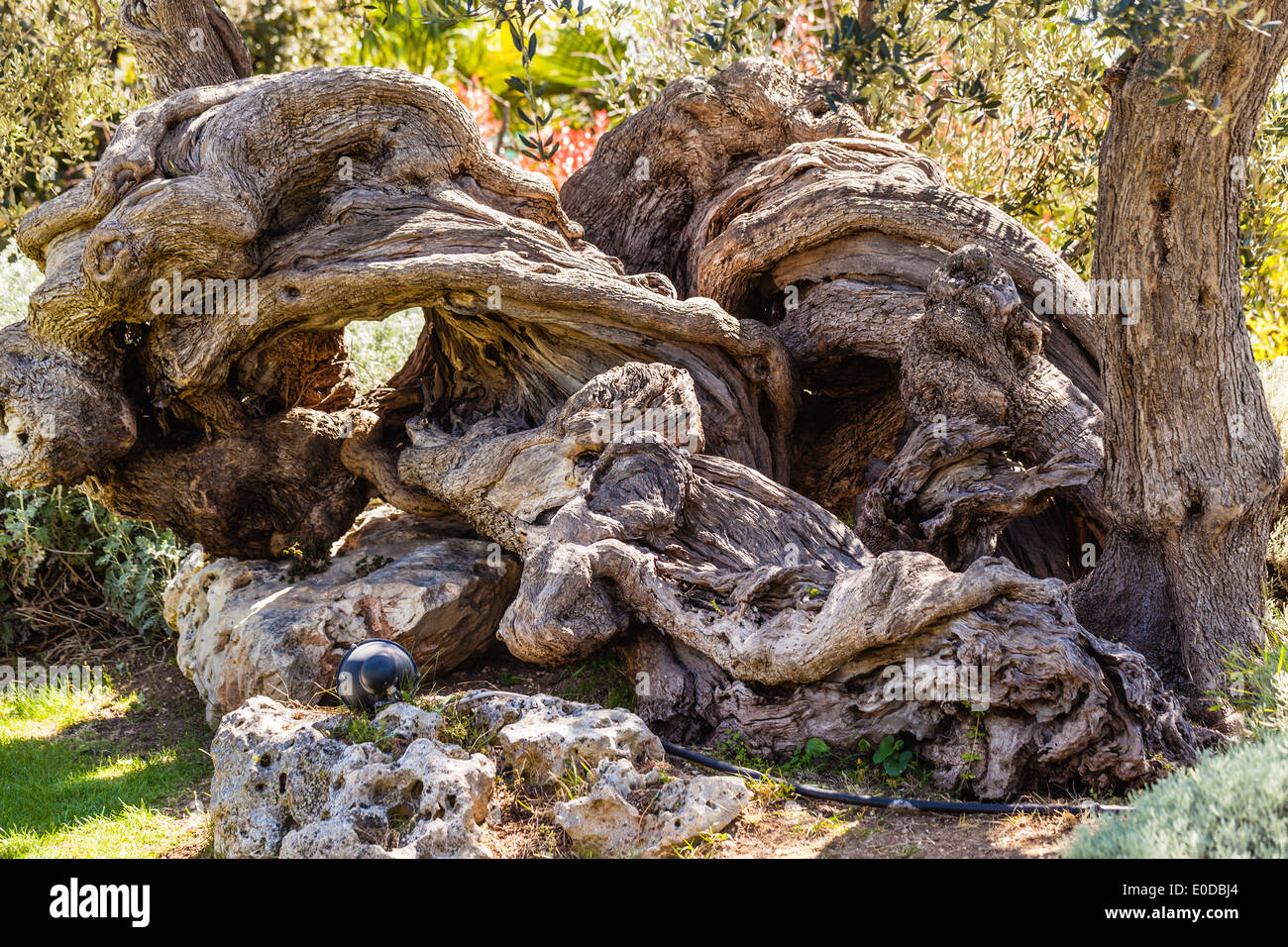 Twisted Olive Tree Branches High Resolution Stock Photography and ...