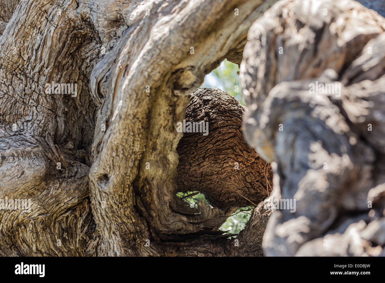 detail of a very twisted and intricate tree trunk Stock Photo - Alamy