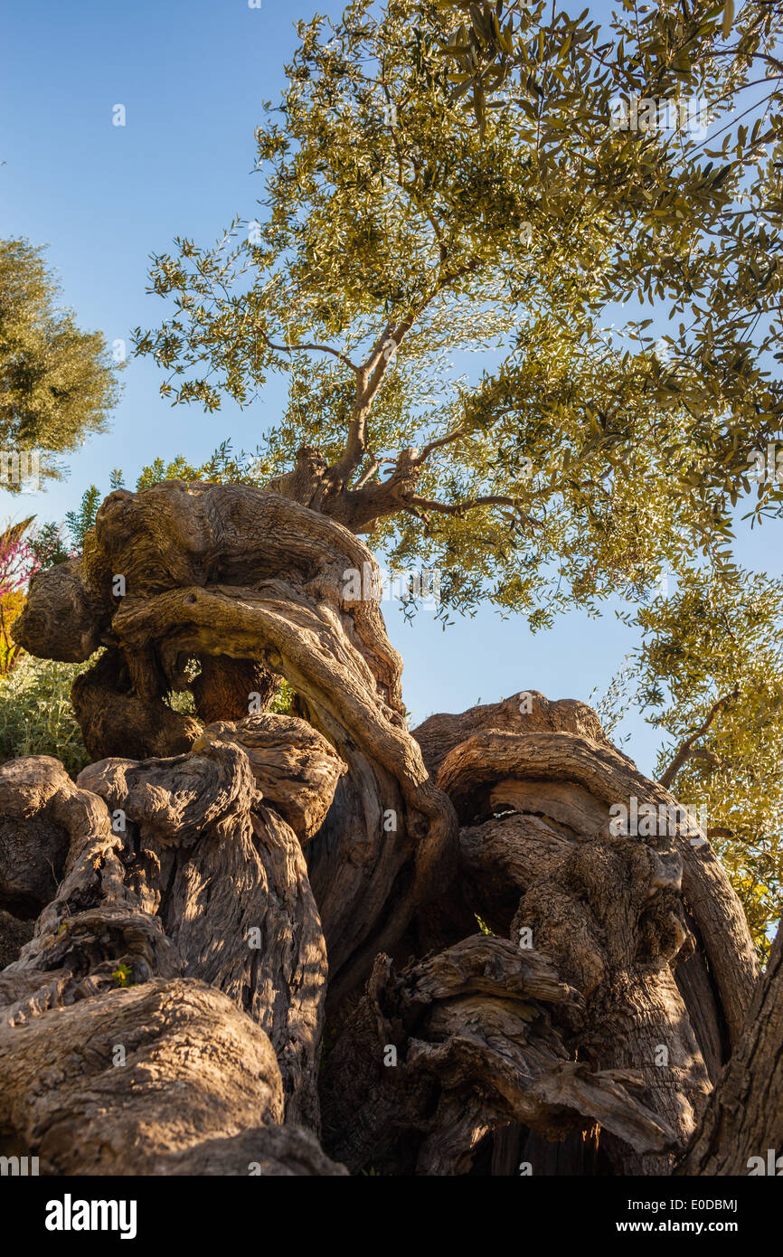 Twisted Olive Tree Branches High Resolution Stock Photography and ...