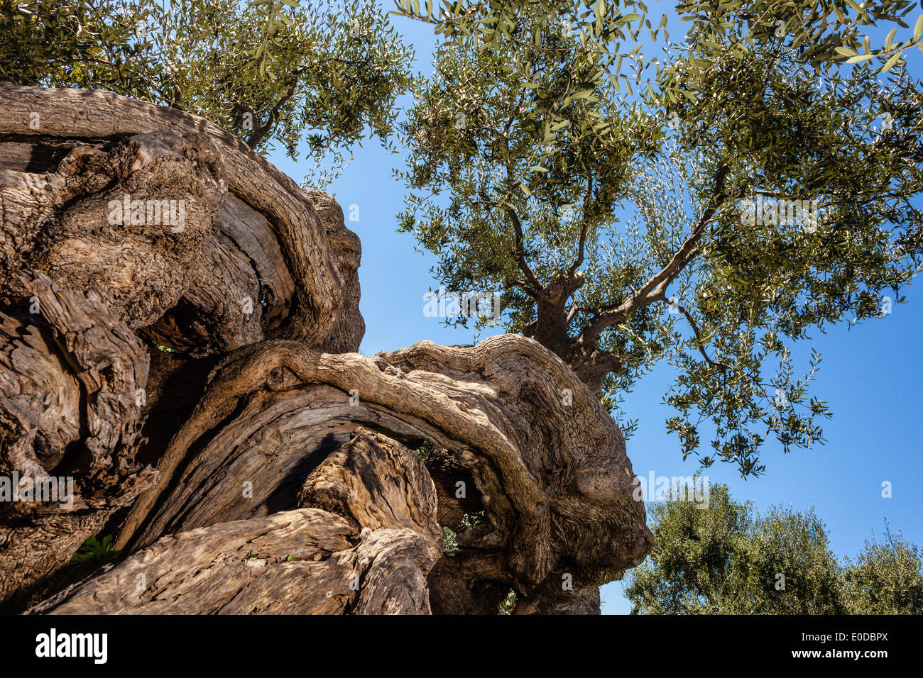 Twisted olive tree branches hi-res stock photography and images - Alamy