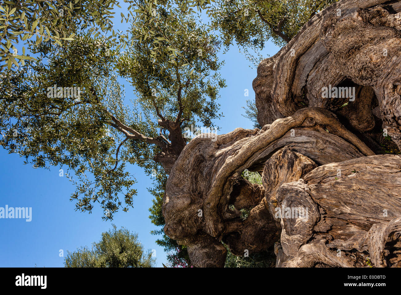 Twisted Olive Tree Branches High Resolution Stock Photography and ...