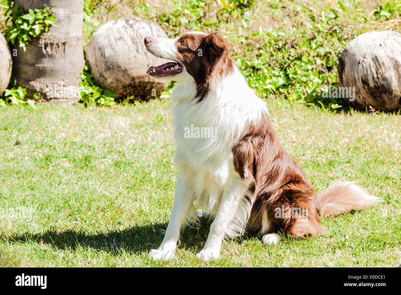 Dog being trained hi-res stock photography and images - Alamy