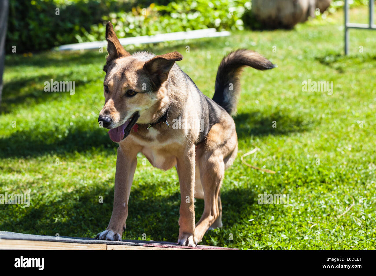 Dog being trained hi-res stock photography and images - Alamy