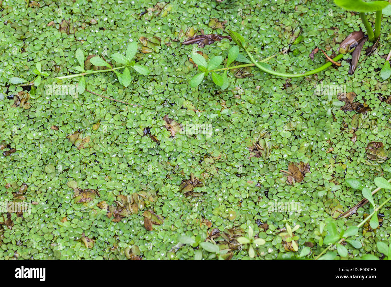 Salvinia natans (commonly known as floating fern, floating watermoss ...