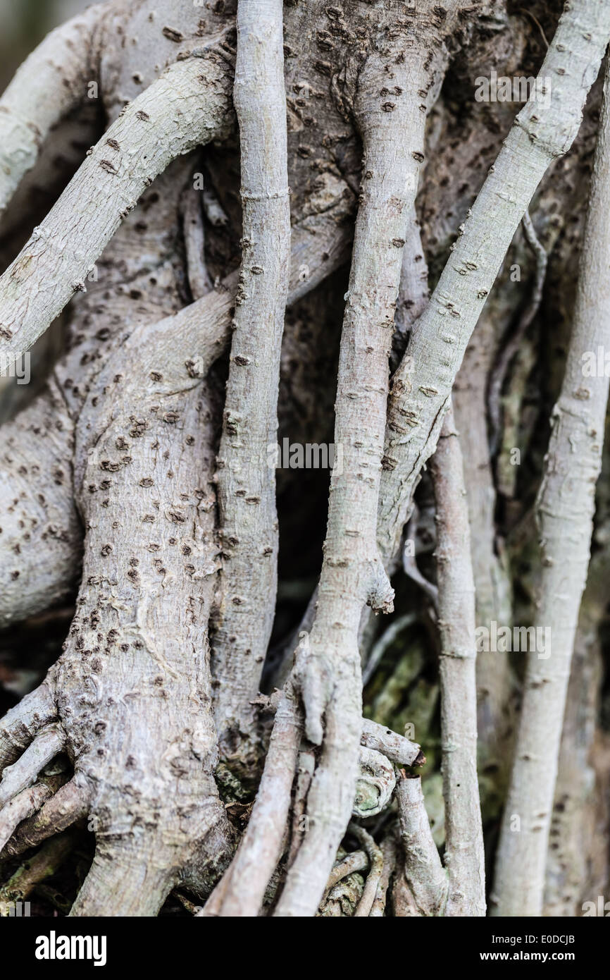 Intricate tree roots hi-res stock photography and images - Alamy