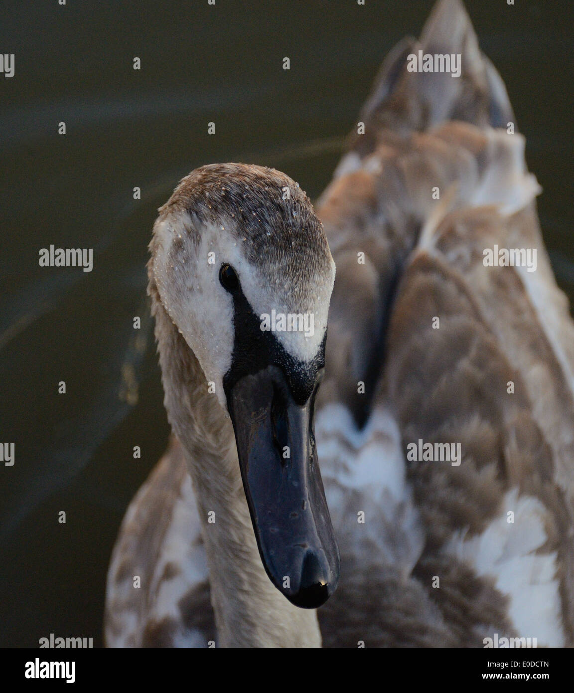 Swan signet hi-res stock photography and images - Alamy