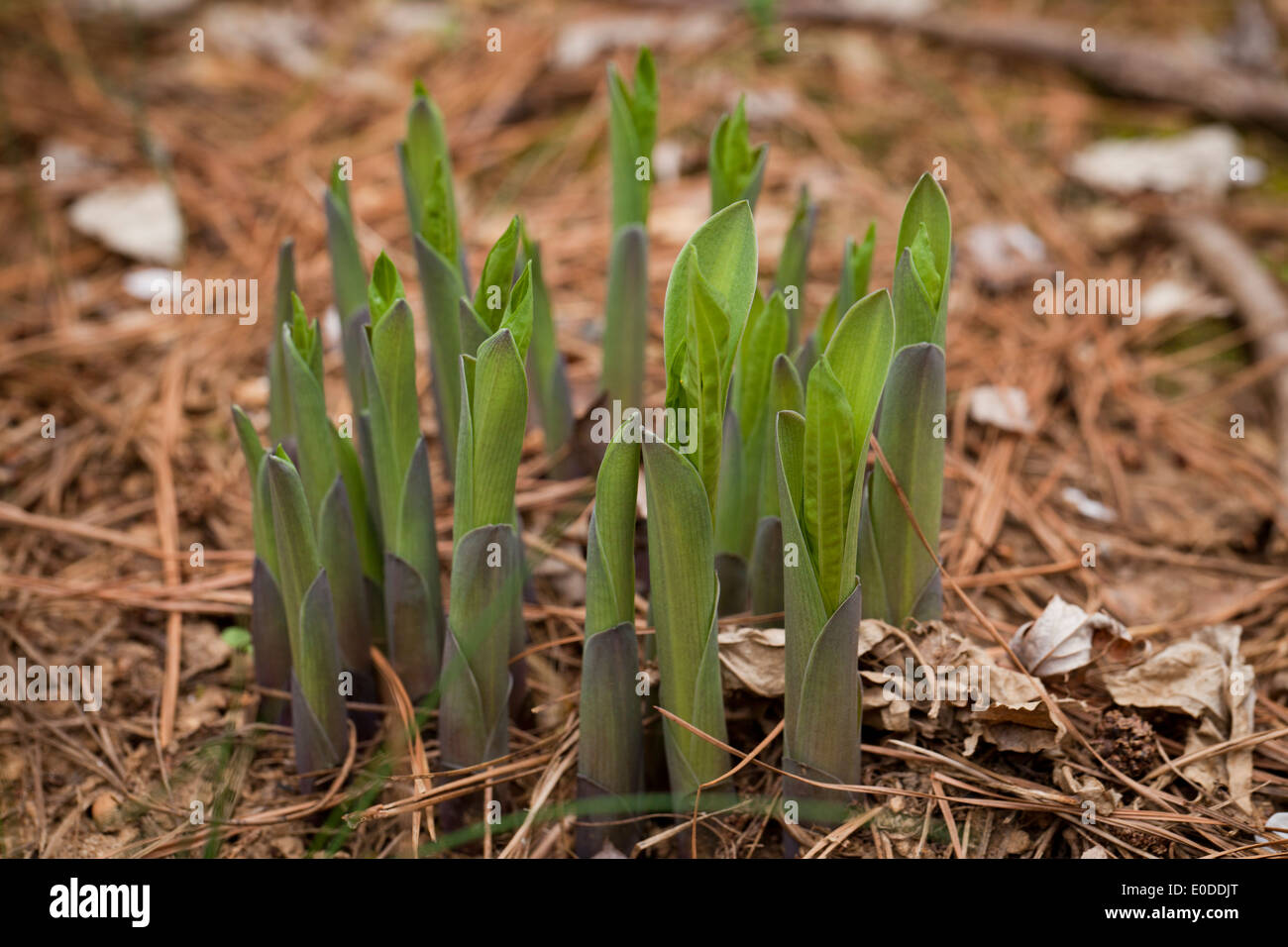 Hosta sprouts emerging from ground in spring - USA Stock Photo - Alamy
