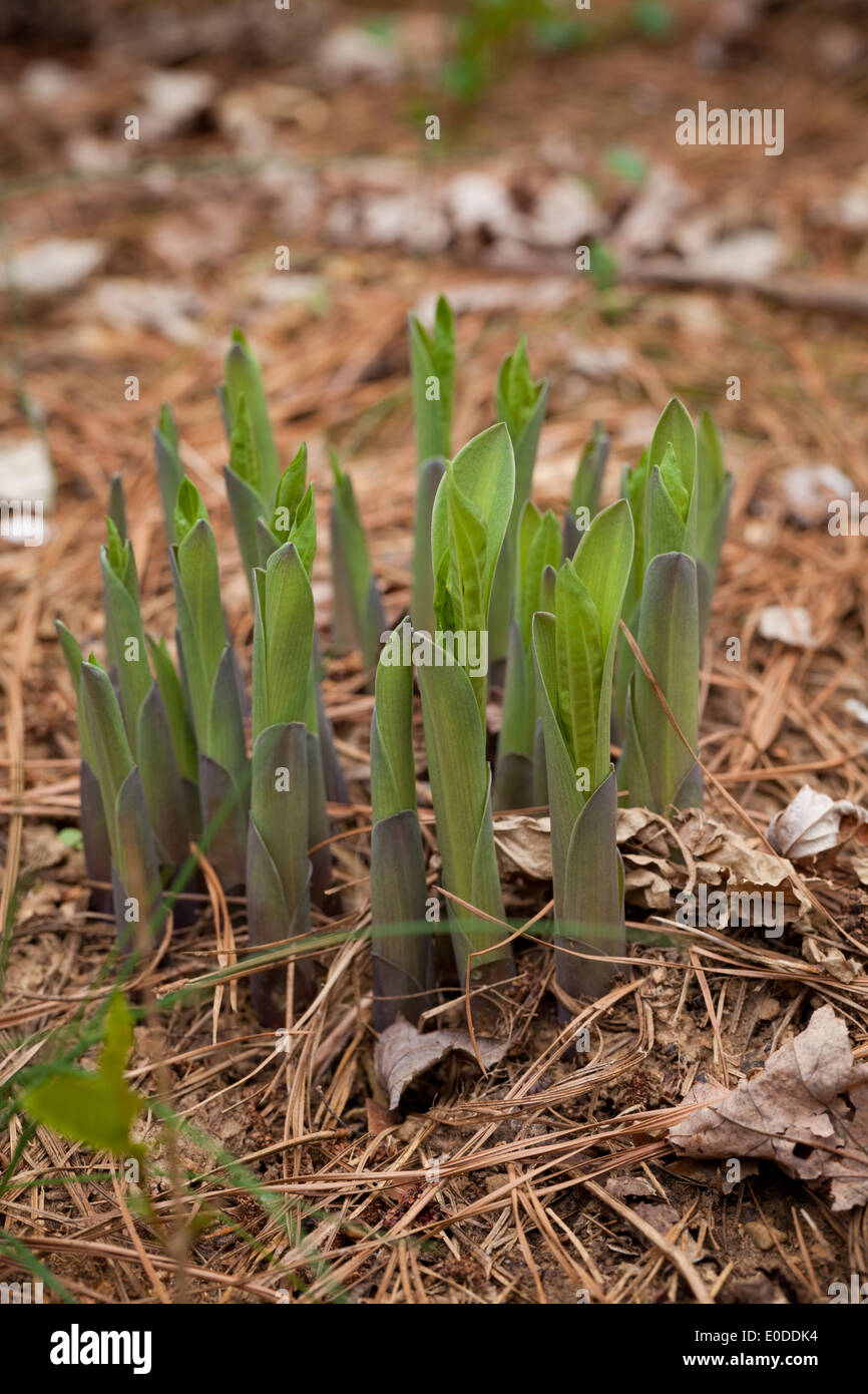 Hosta sprouts emerging from ground in spring - USA Stock Photo - Alamy