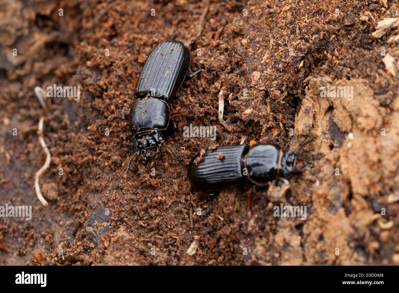 North american beetles hi-res stock photography and images - Alamy
