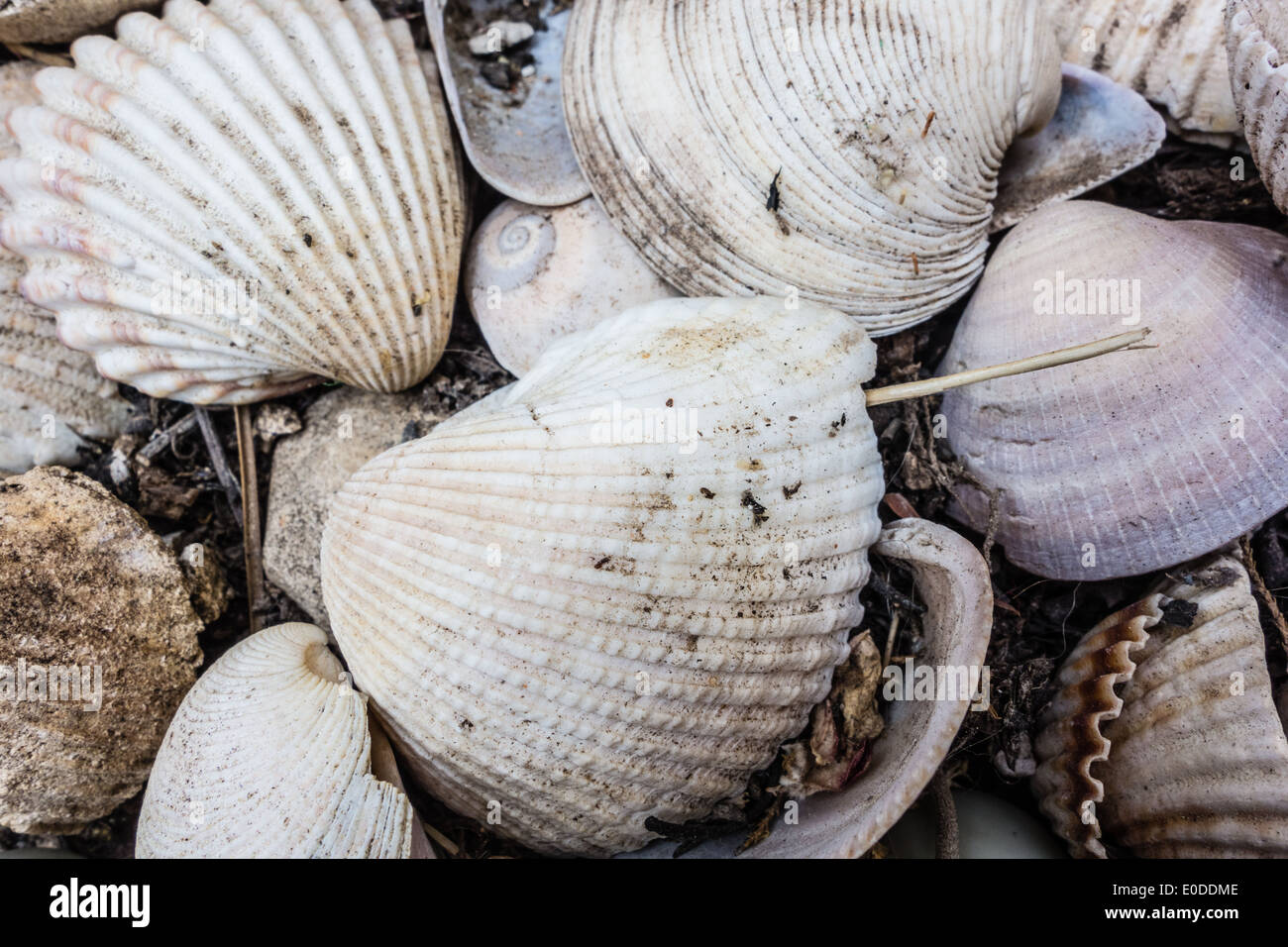 some old and dirty assorted seashells Stock Photo - Alamy