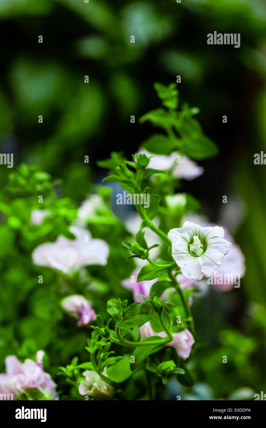 tiny flowers growing in a garden with lush foliage Stock Photo - Alamy