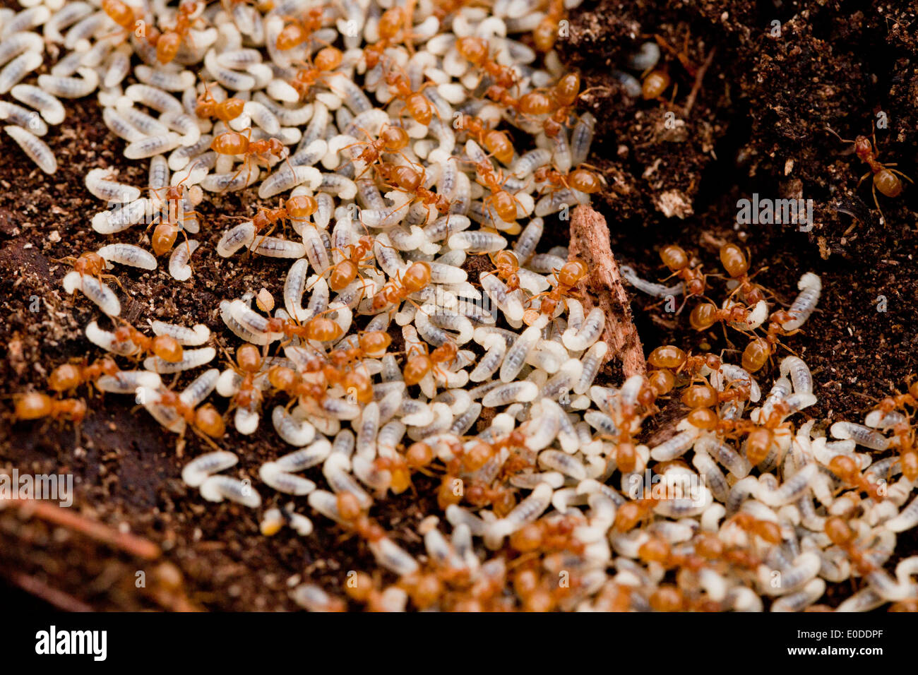 Fire ant hi-res stock photography and images - Alamy