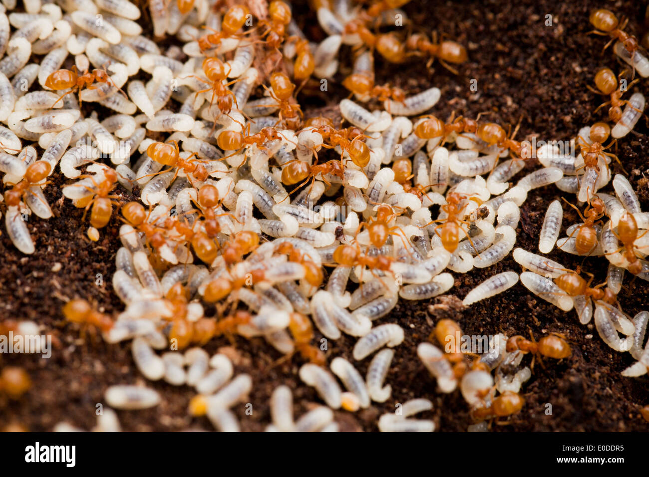 Ant Eggs High Resolution Stock Photography and Images - Alamy