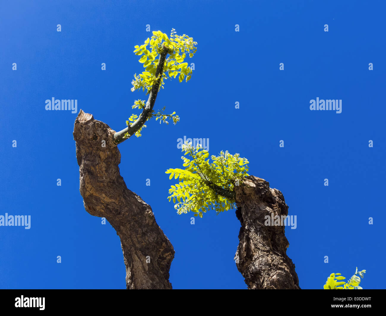 Junge triebe hi-res stock photography and images - Alamy