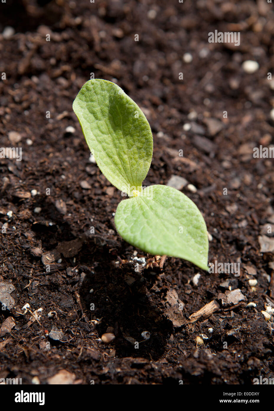 Vegetable seed leaf (cotyledon Stock Photo - Alamy
