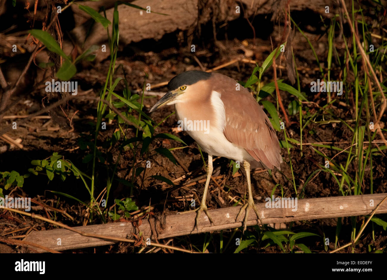 Nankeen Night Heron (Nycticorax caledonicus), Yellow Water, Kakadu ...