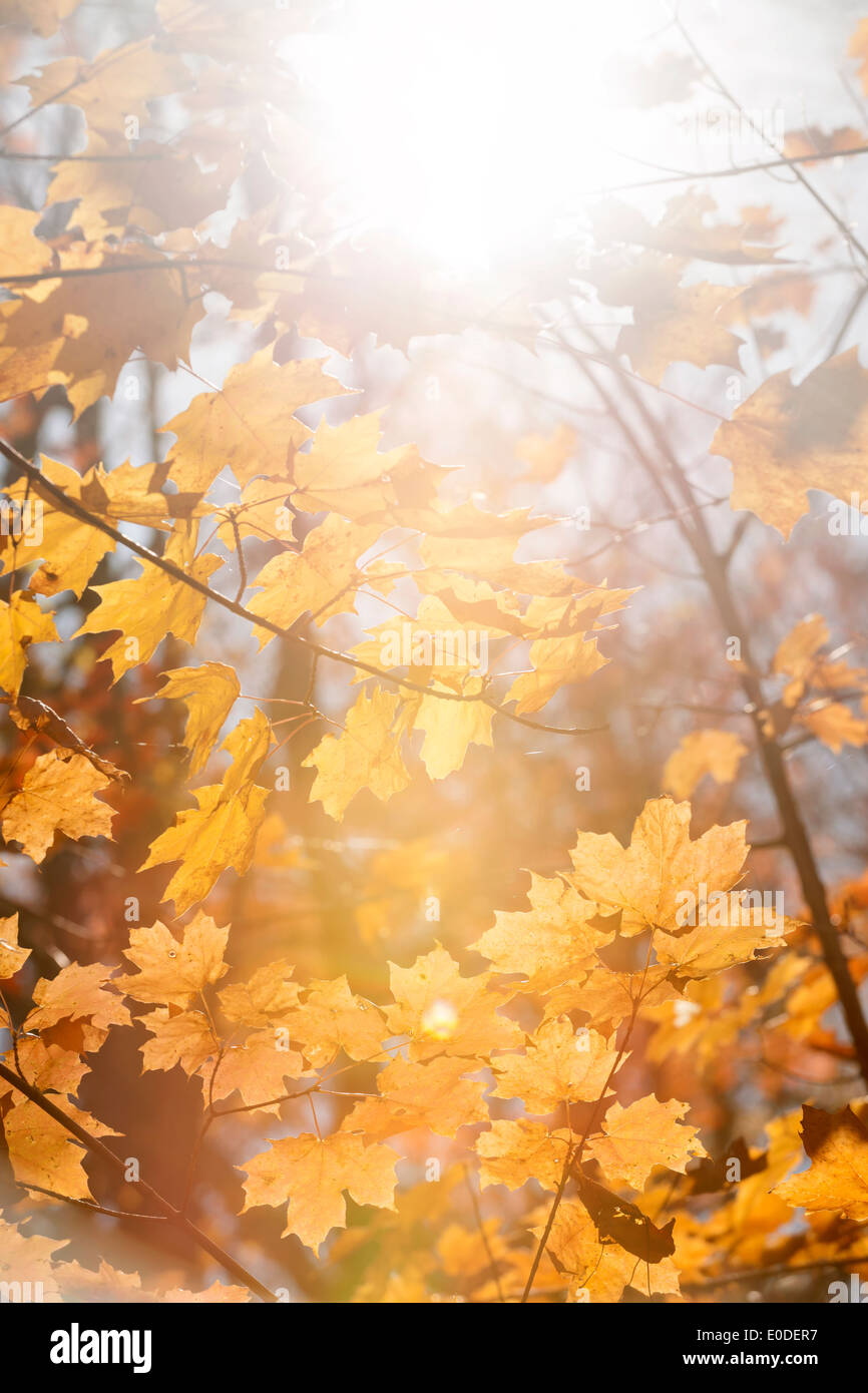 Sun Shining On Leaves High Resolution Stock Photography and Images - Alamy