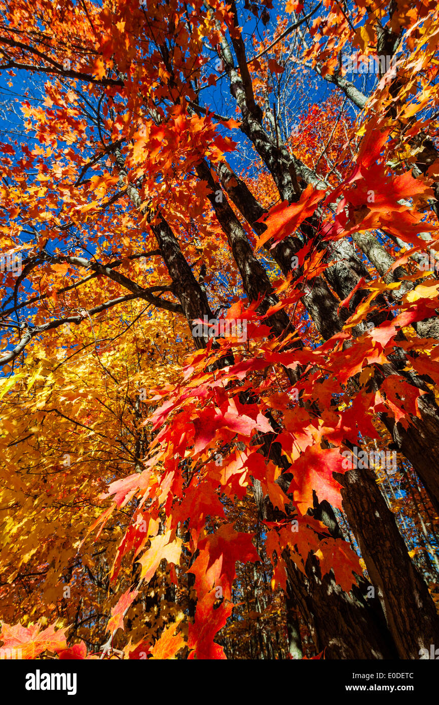 Maple trees canada autumn hi-res stock photography and images - Alamy