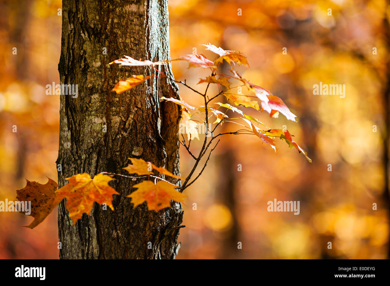 Trunk and branch of fall maple tree with bright orange foliage in sunny ...