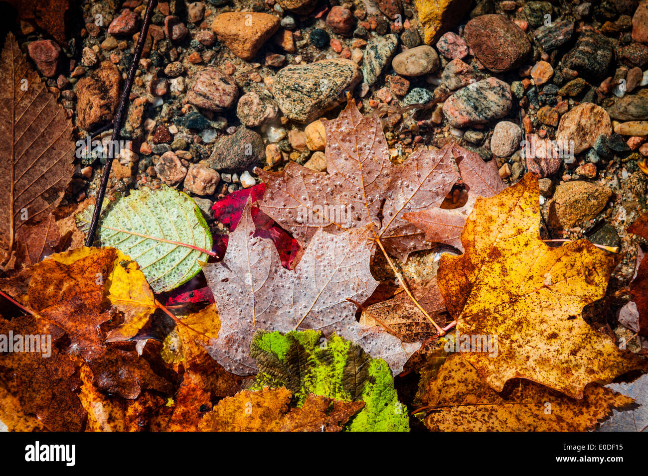 Fallen autumn leaves of various fall colors floating in shallow lake ...