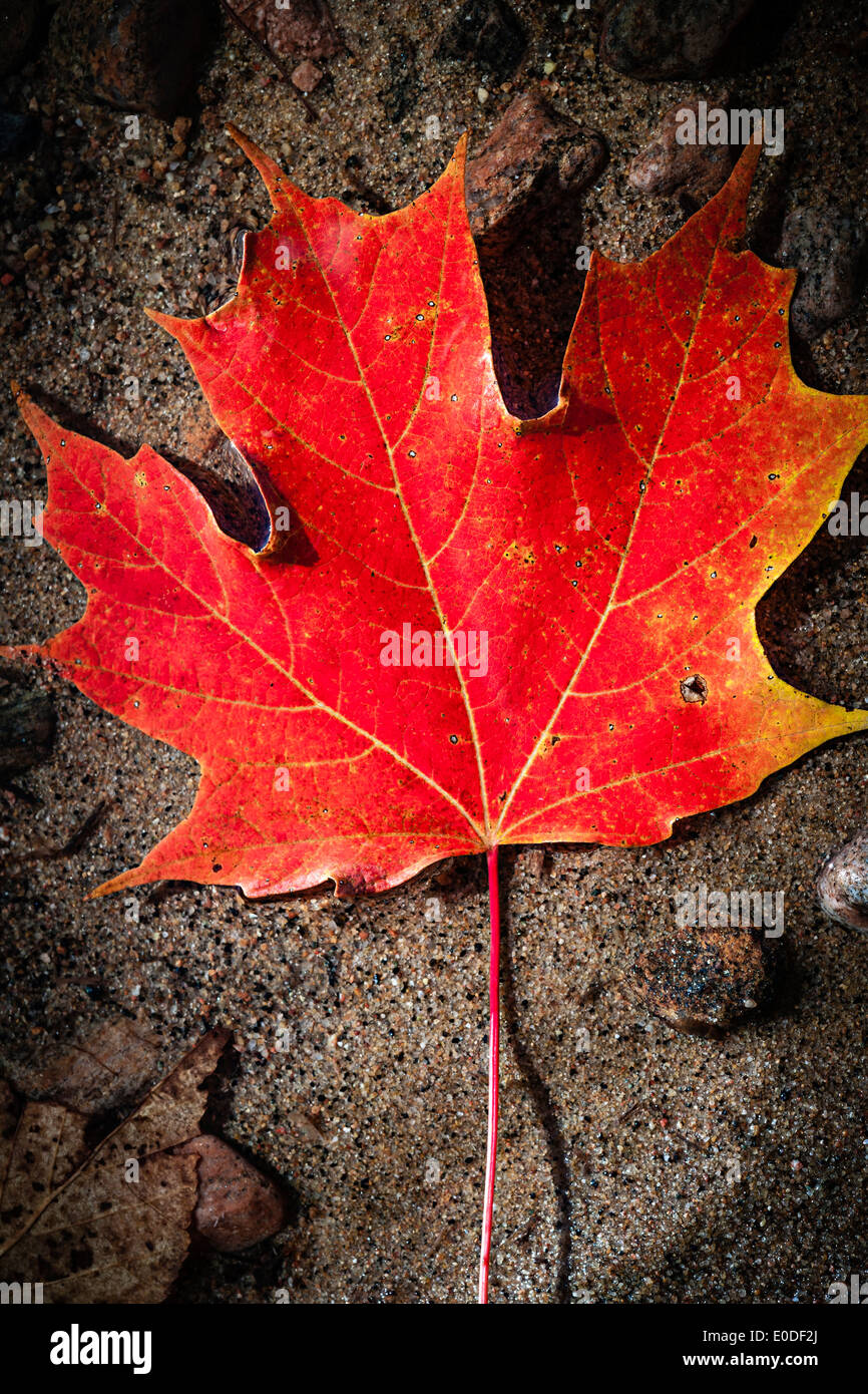 One fallen leaf hi-res stock photography and images - Alamy