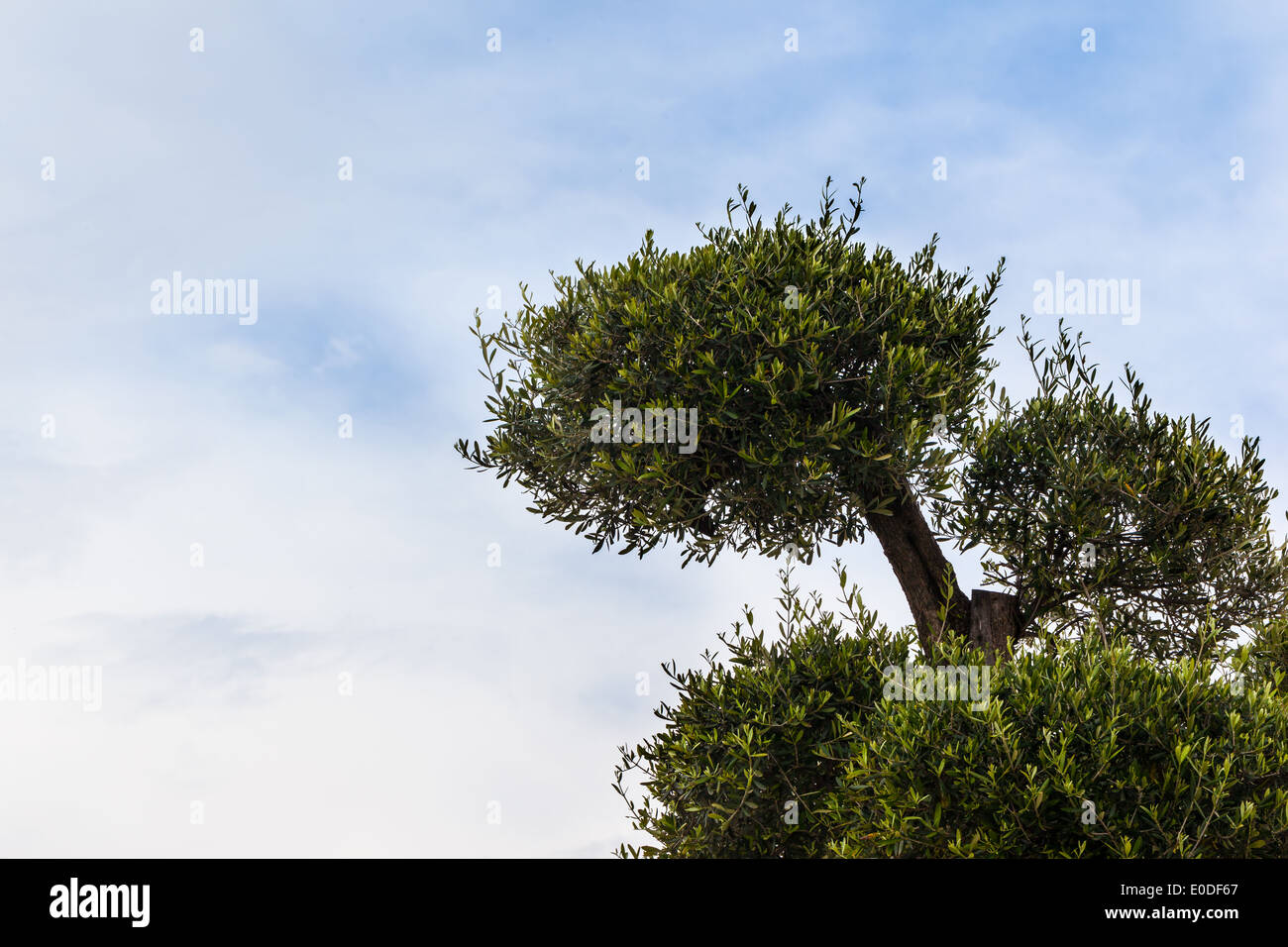 Shaped olive tree hi-res stock photography and images - Alamy