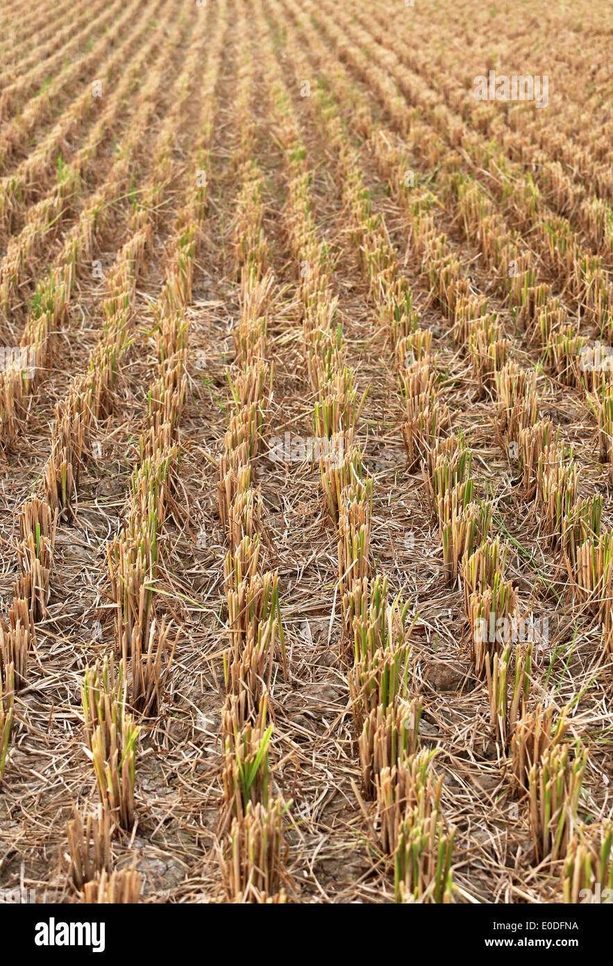 Harvested Paddy plants in rows Stock Photo - Alamy