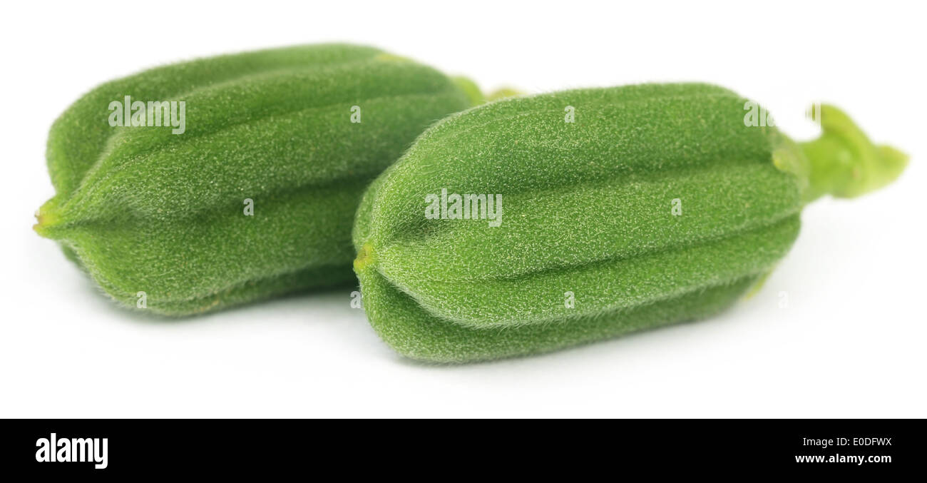 Sesame seed pods and plant hi-res stock photography and images - Alamy