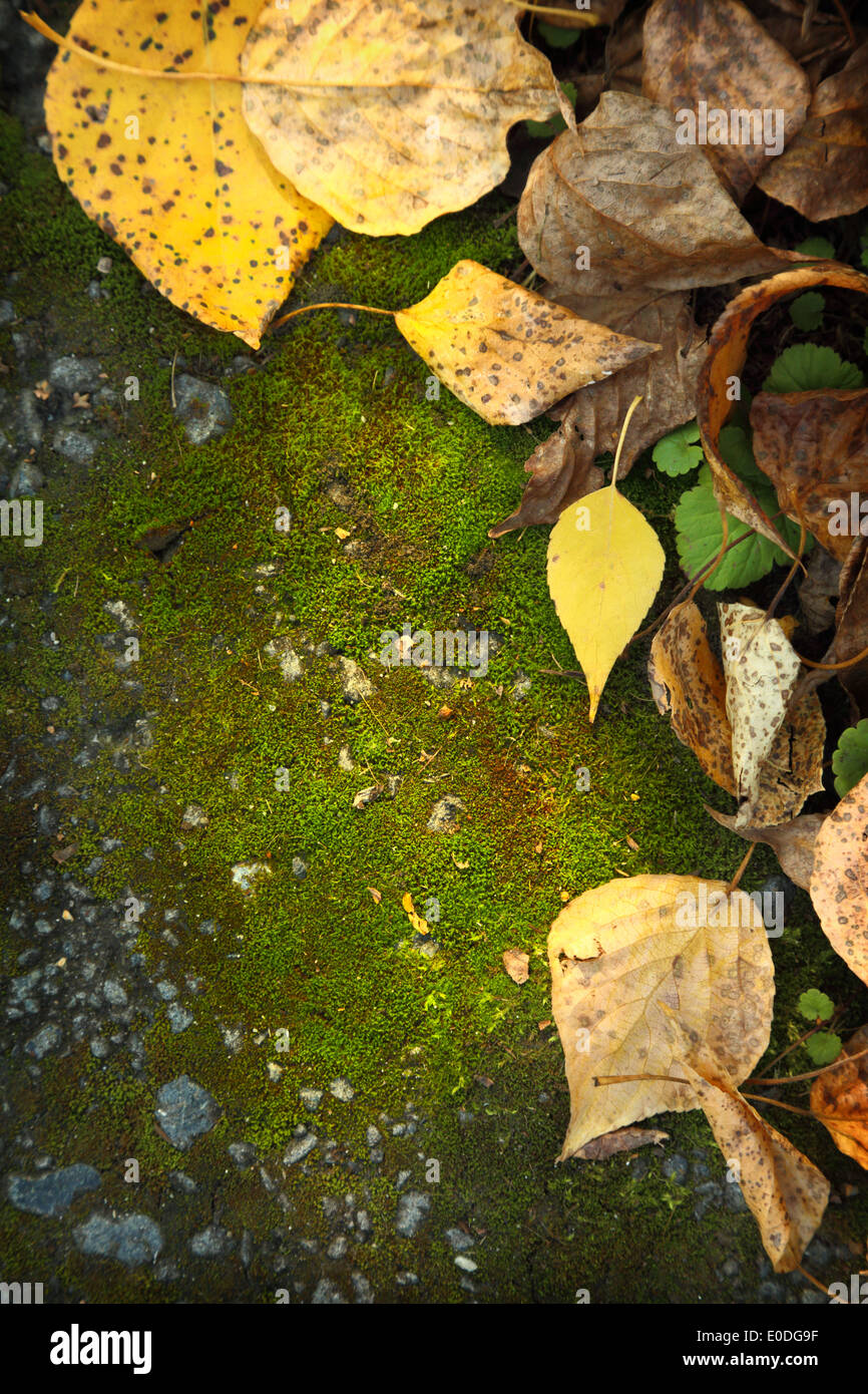 Foliage and moss hi-res stock photography and images - Alamy