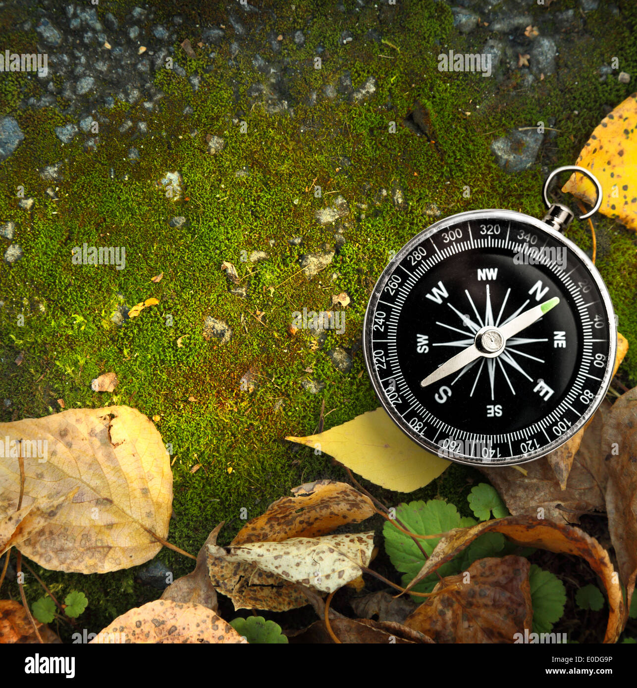 Compass on autumn foliage and moss ground Stock Photo - Alamy
